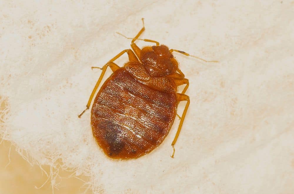 What is a Swallow Bug? (Swallow Bugs vs. Bed Bugs) What is a Swallow Bug? (Swallow Bugs vs. Bed Bugs)