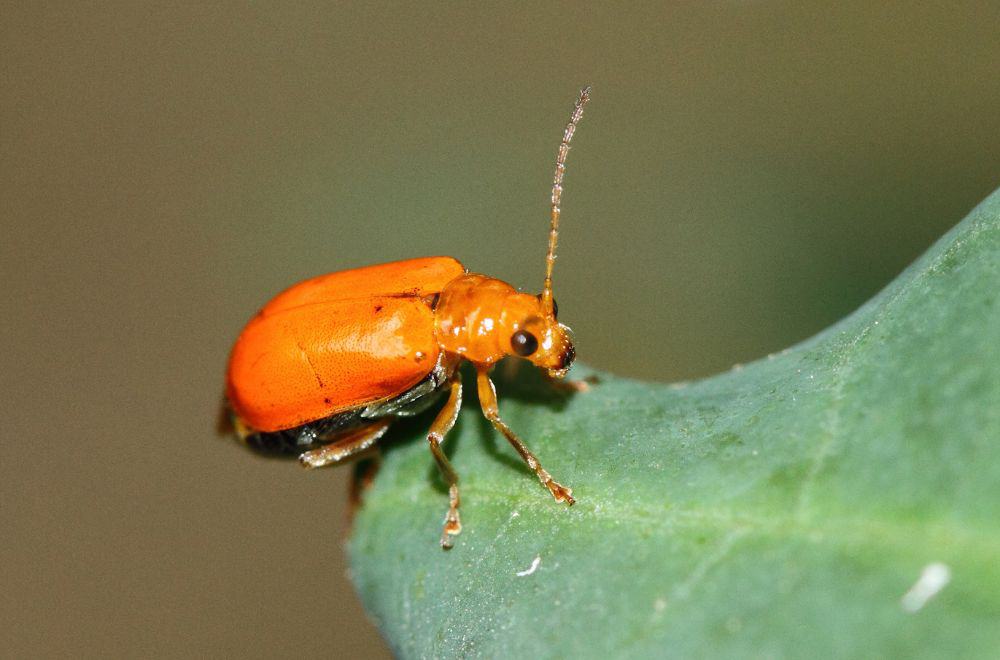 Tiny Red Bugs In Your Bed Everything You Need To Know
