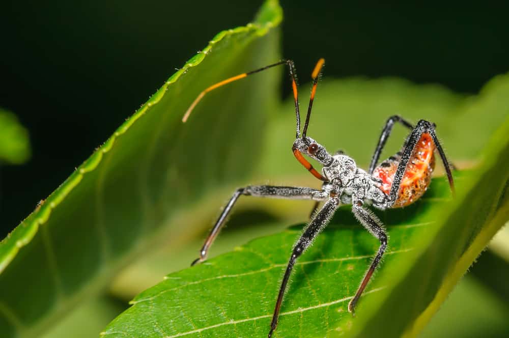 How To Get Rid Of Assassin Bugs Home Remedy Guide